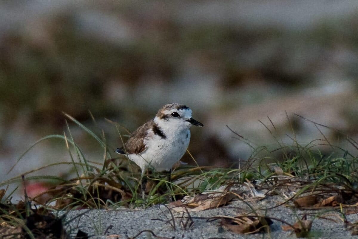 Newly identified shorebird species takes its name from Hanuman, a ...
