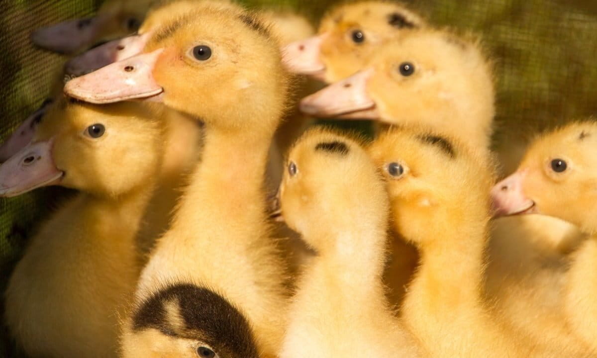 Aigamo method: using ducks as rice farmers