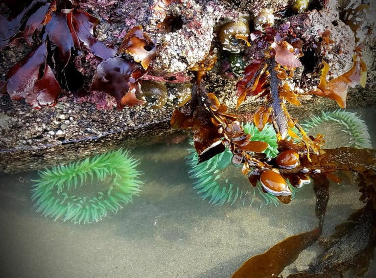 First ever U.S. Indigenous Marine Stewardship Area declared in California
