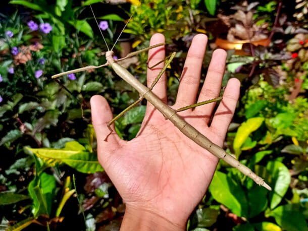 In eastern Indonesia, a child adventurer discovers a new giant stick insect