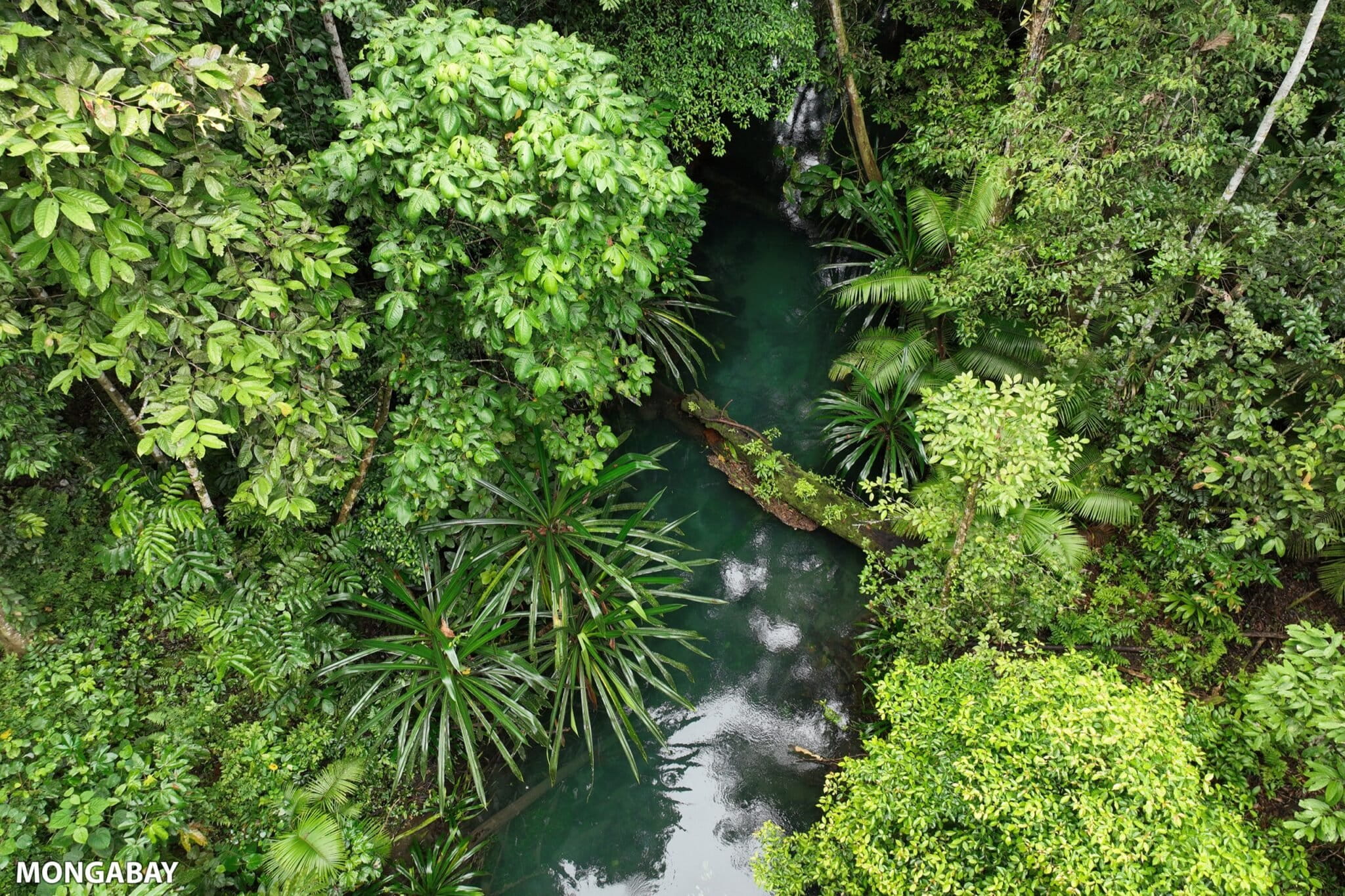 The year in tropical rainforests: 2024