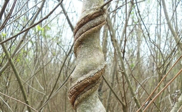 Freeing trees of their liana load can boost carbon sequestration in tropical forests
