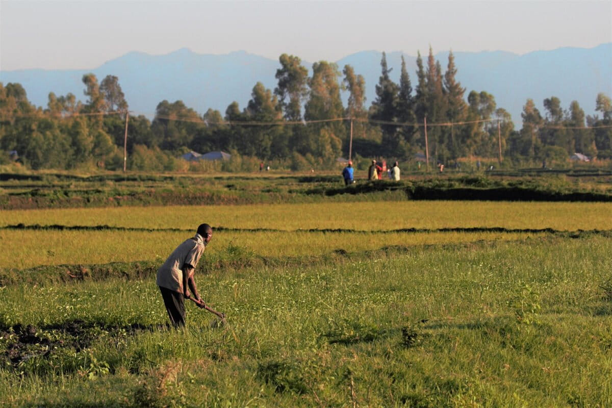 Livelihoods at stake as Lake Victoria’s papyrus swamps come under ...
