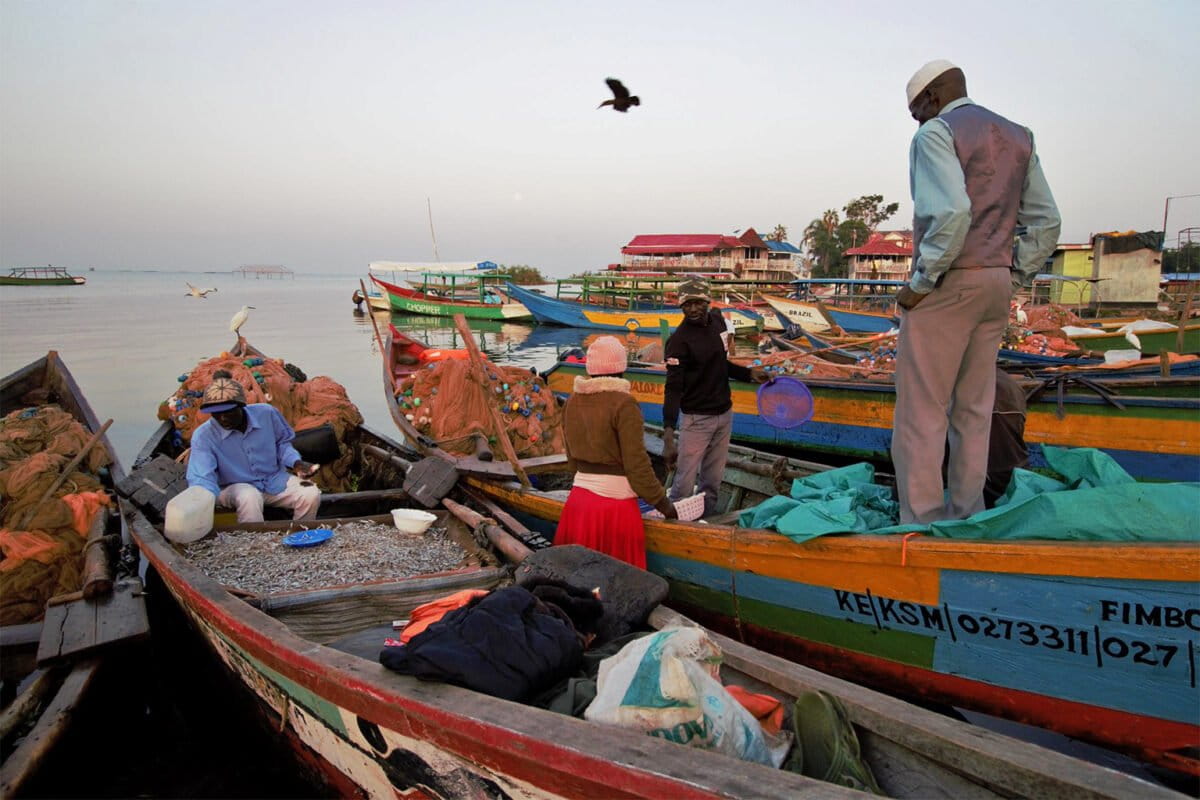 Livelihoods at stake as Lake Victoria’s papyrus swamps come under ...