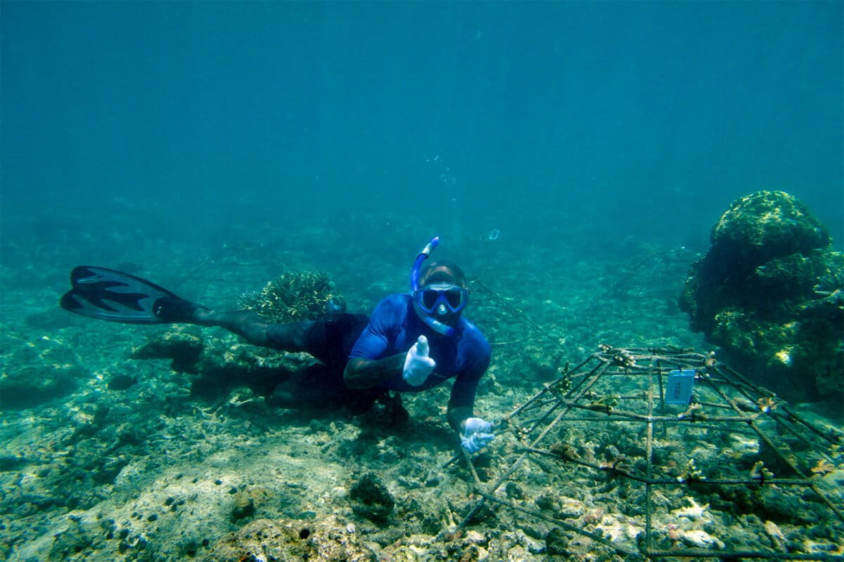 From exporting coral to restoring reefs, a Madagascar startup rethinks ...