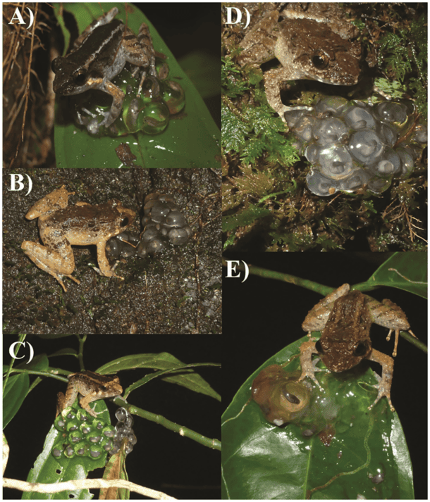 Java’s frogman reflects on half-century dive into amphibian world