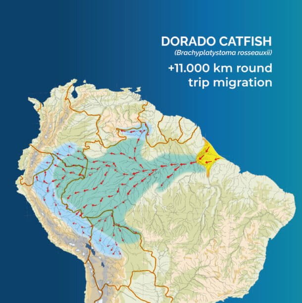 Amazon catfish must be protected by the Convention on Migratory Species ...