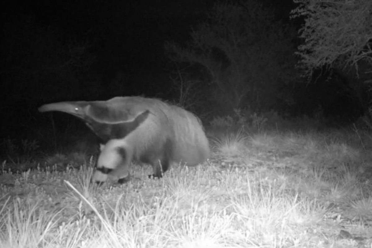 Rewilding in Argentina helps giant anteaters return to south Brazil