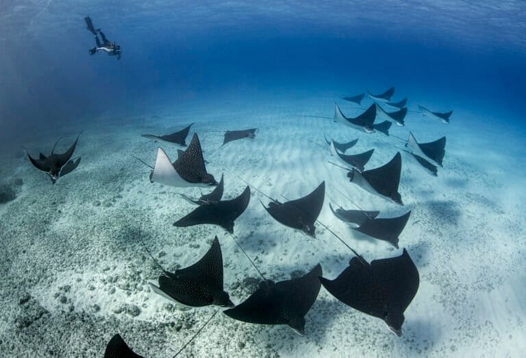 Summit on migratory species sides with science, throws shade on deep ...