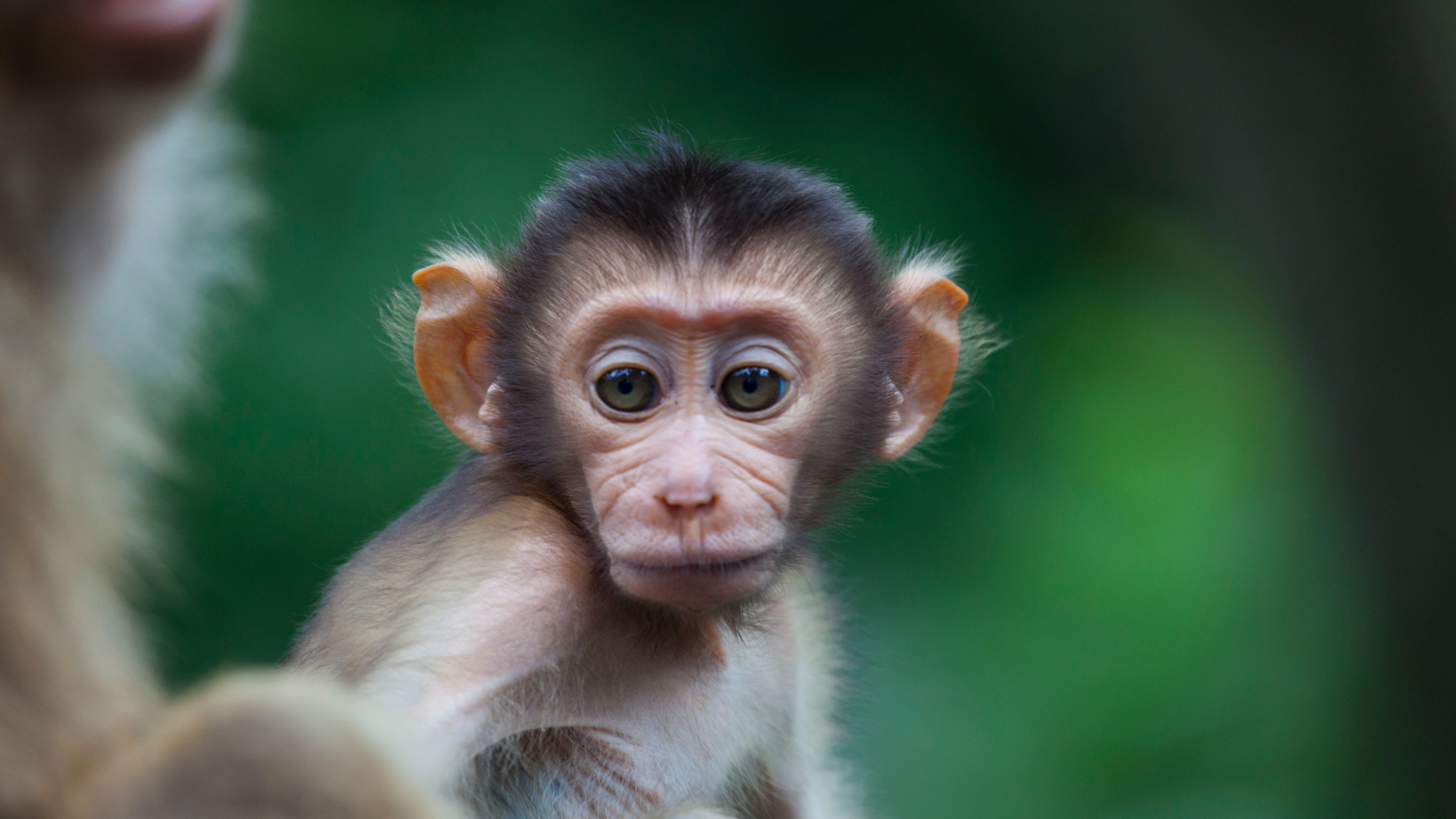 ‘Shocking’ mortality of infant macaques points to dangers of oil palm plantations