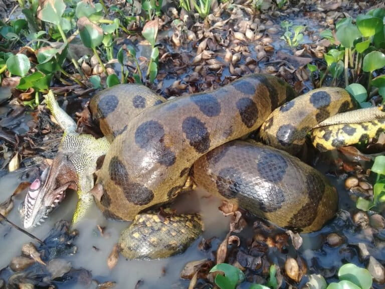 New giant anaconda species found on Waorani Indigenous land in Ecuador ...