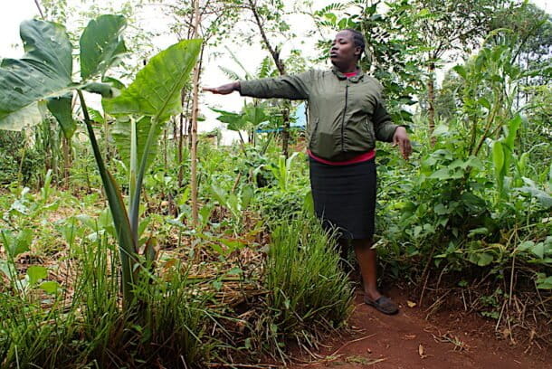 Nile Basin farmers grow food forests to restore wetlands and bring back ...