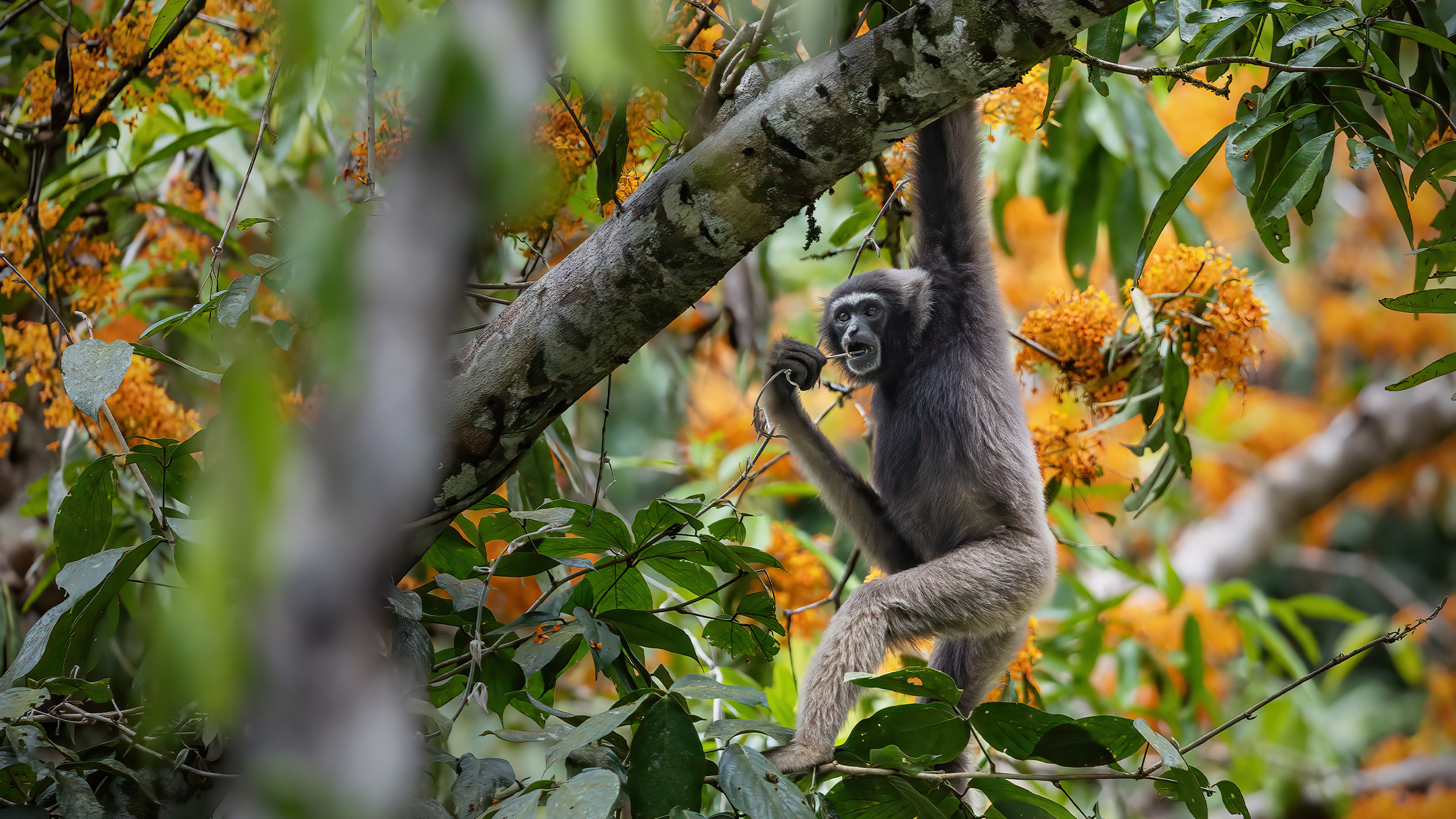 Male dominance isn’t the default in primate societies, new study shows