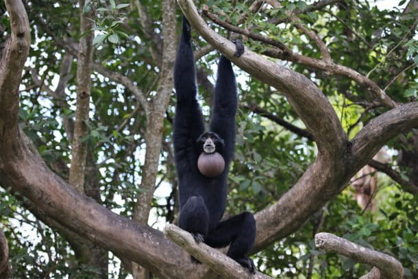 Male dominance isn’t the default in primate societies, new study shows