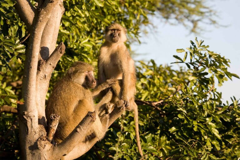 Male dominance isn’t the default in primate societies, new study shows