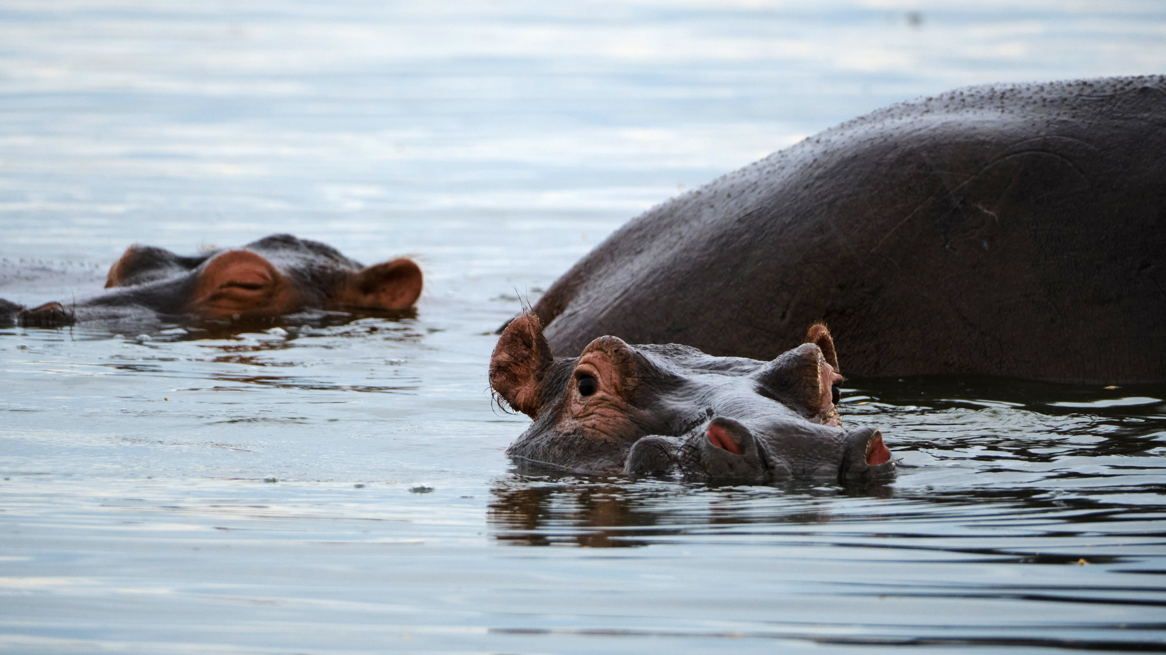 In climate-related flooding, a Ugandan river turns poisonous