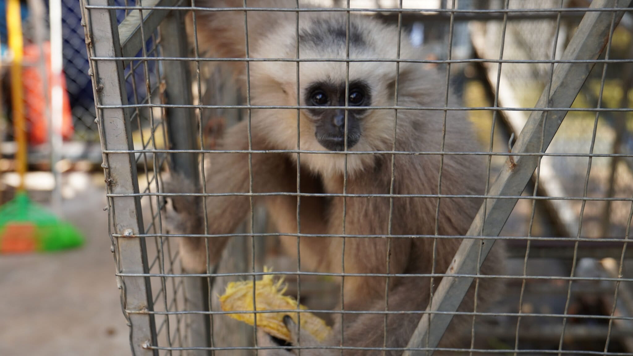Impunity for Cambodia's exotic pet owners as trade outpaces legislation