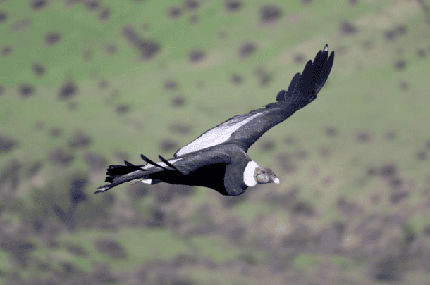 For threatened Andean condors, garbage dump offers a buffet of risks ...