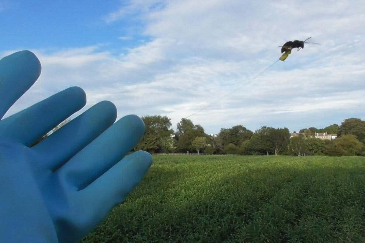 Mini radio tags help track ‘murder hornets’ and other invasive insects