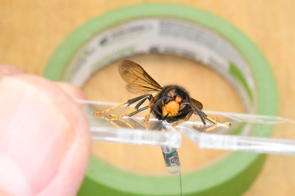Mini radio tags help track ‘murder hornets’ and other invasive insects