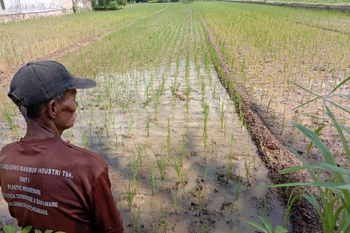 Java rice farmers suffer crop failure as copper mine pollutes local ...