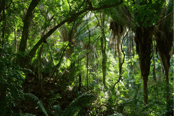 Conflict in the canopy as human and climate factors drive liana dominance over trees