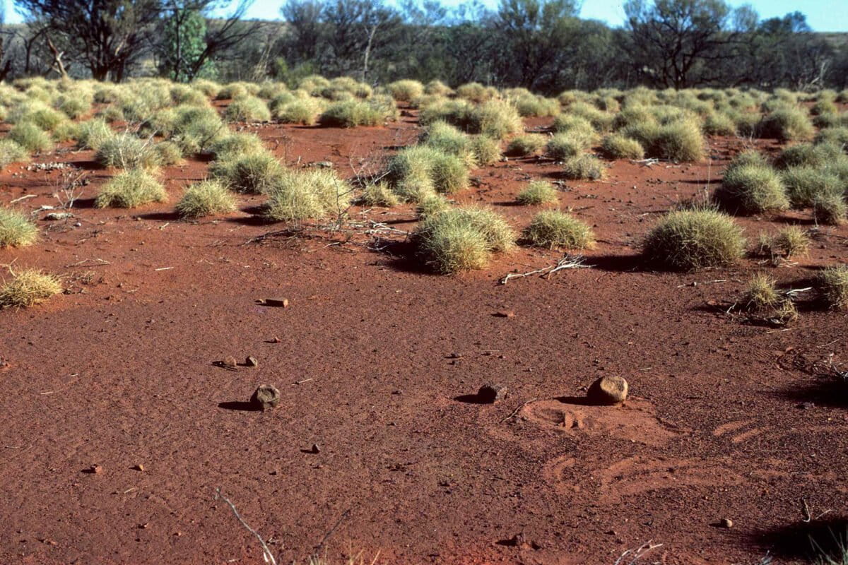 Traditional Aboriginal fire practices can help promote plant diversity ...
