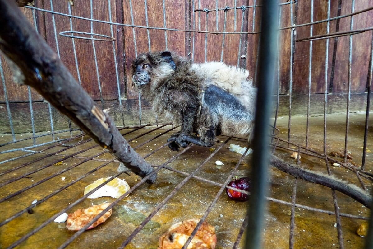 Peru’s illegal pet monkey trade is also an infection superhighway