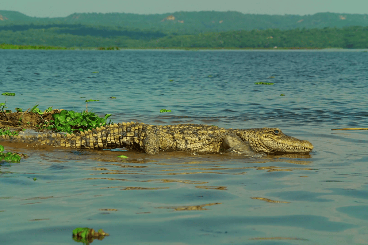 Spying on wildlife with biorobots: Interview with engineer Kamilo Melo