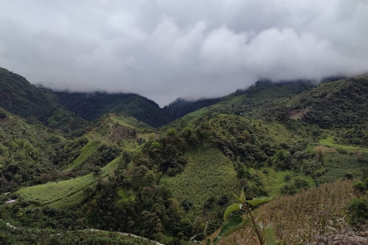Chocó land deal shows flaws in Ecuador’s forestry incentive program