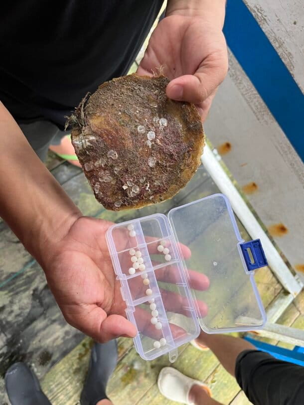 In Raja Ampat, pearl farming balances business and ecological ...