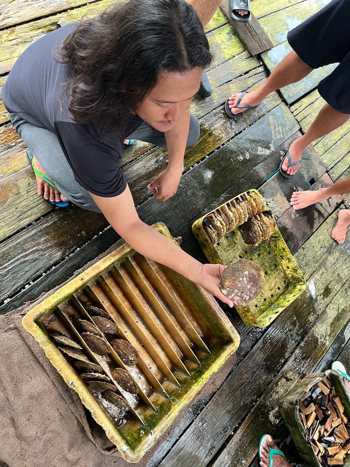 In Raja Ampat, pearl farming balances business and ecological ...