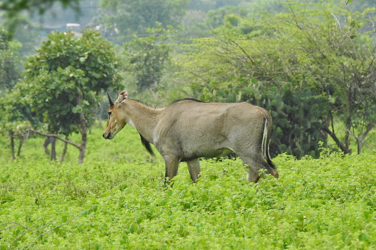 Comeback on the cards for Asian antelope declared extinct in Bangladesh