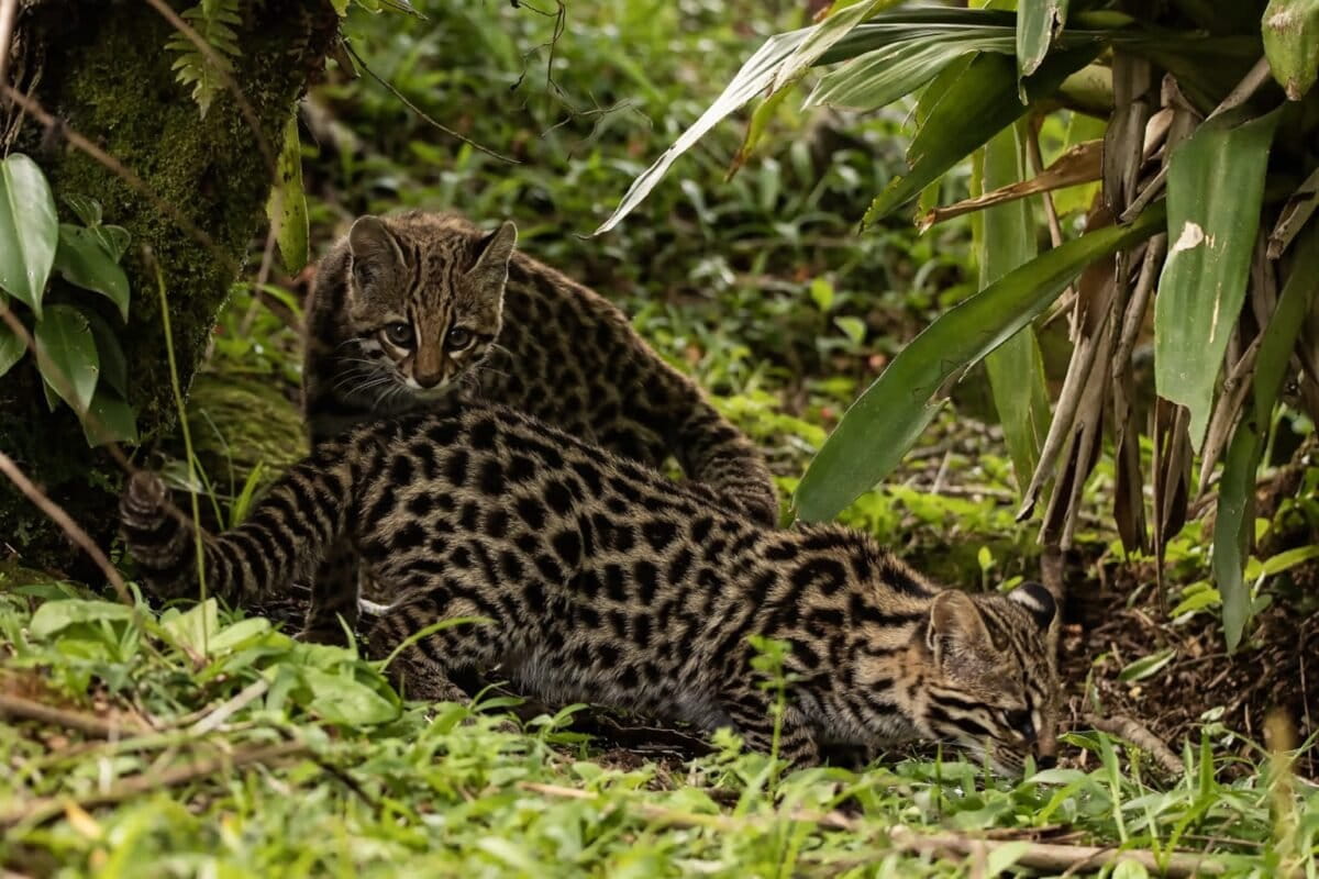 A tiger cat gains new species designation, but conservation challenges ...