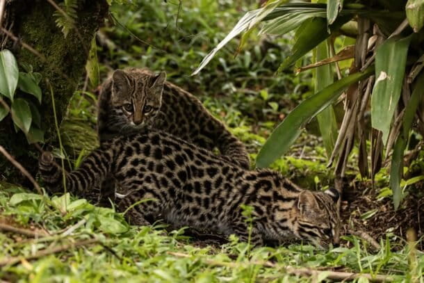 A tiger cat gains new species designation, but conservation challenges ...