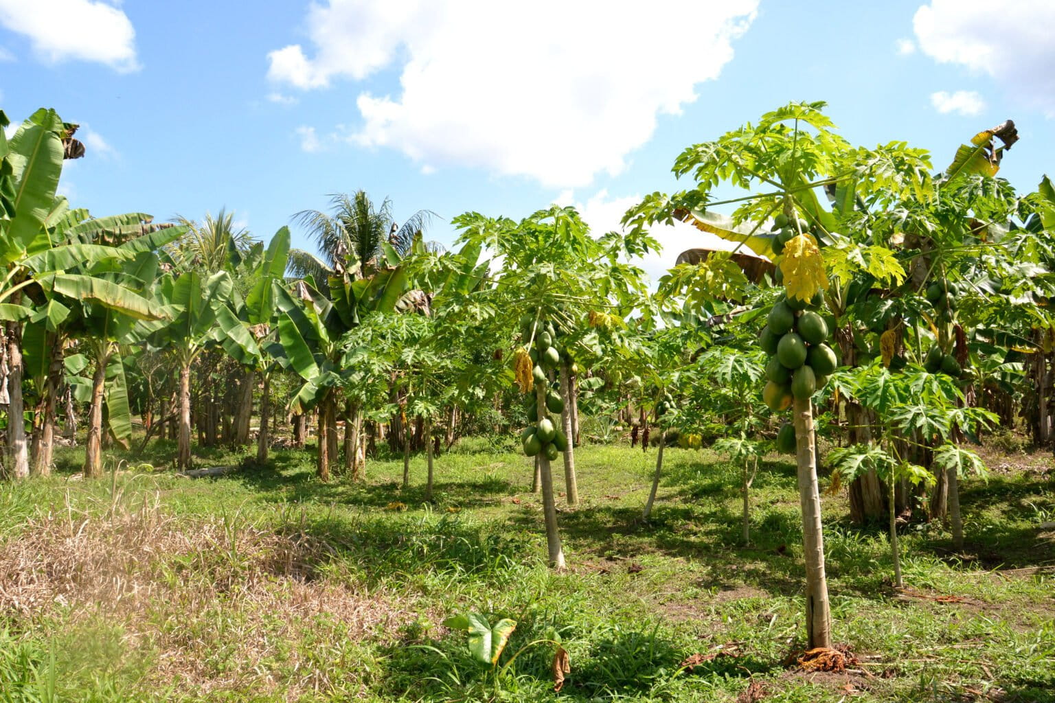Costa Rican community struggles to stop an airport ‘destroying our country’