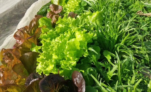 In highly urbanized Japan, city farmers are key to achieving organic goal