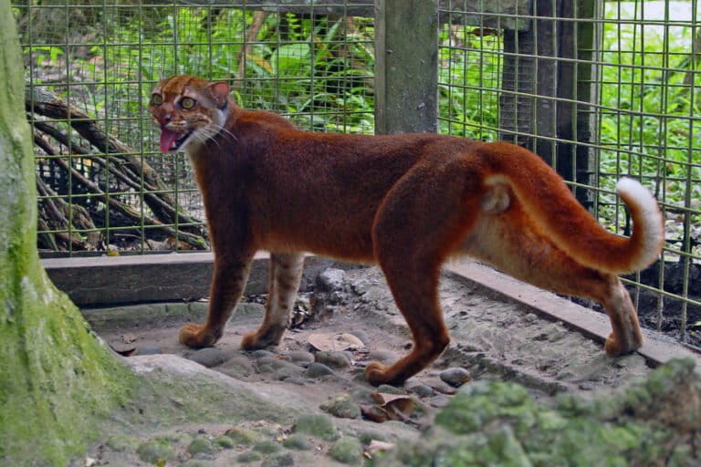 On the trail of Borneo’s bay cat, one of the world’s most mysterious ...