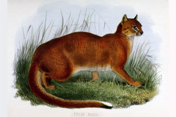 On the trail of Borneo’s bay cat, one of the world’s most mysterious ...