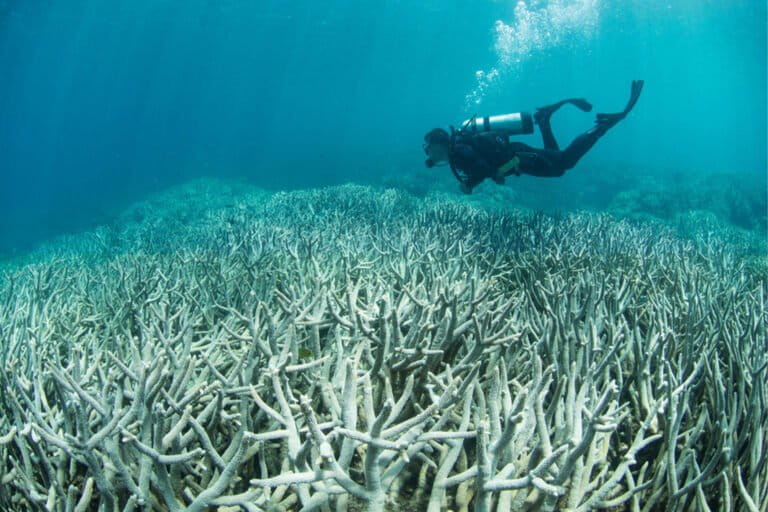 Belize project seeks out heat-resilient corals to protect its reefs