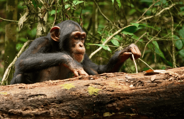 Chimps are lifelong learners, study on tool use shows