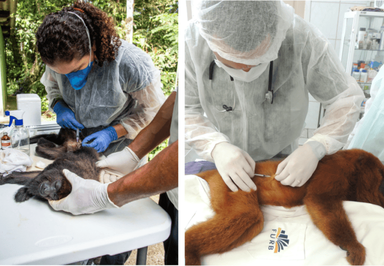 Brazil takes pioneering action — and a vaccine — to rewild howler monkeys