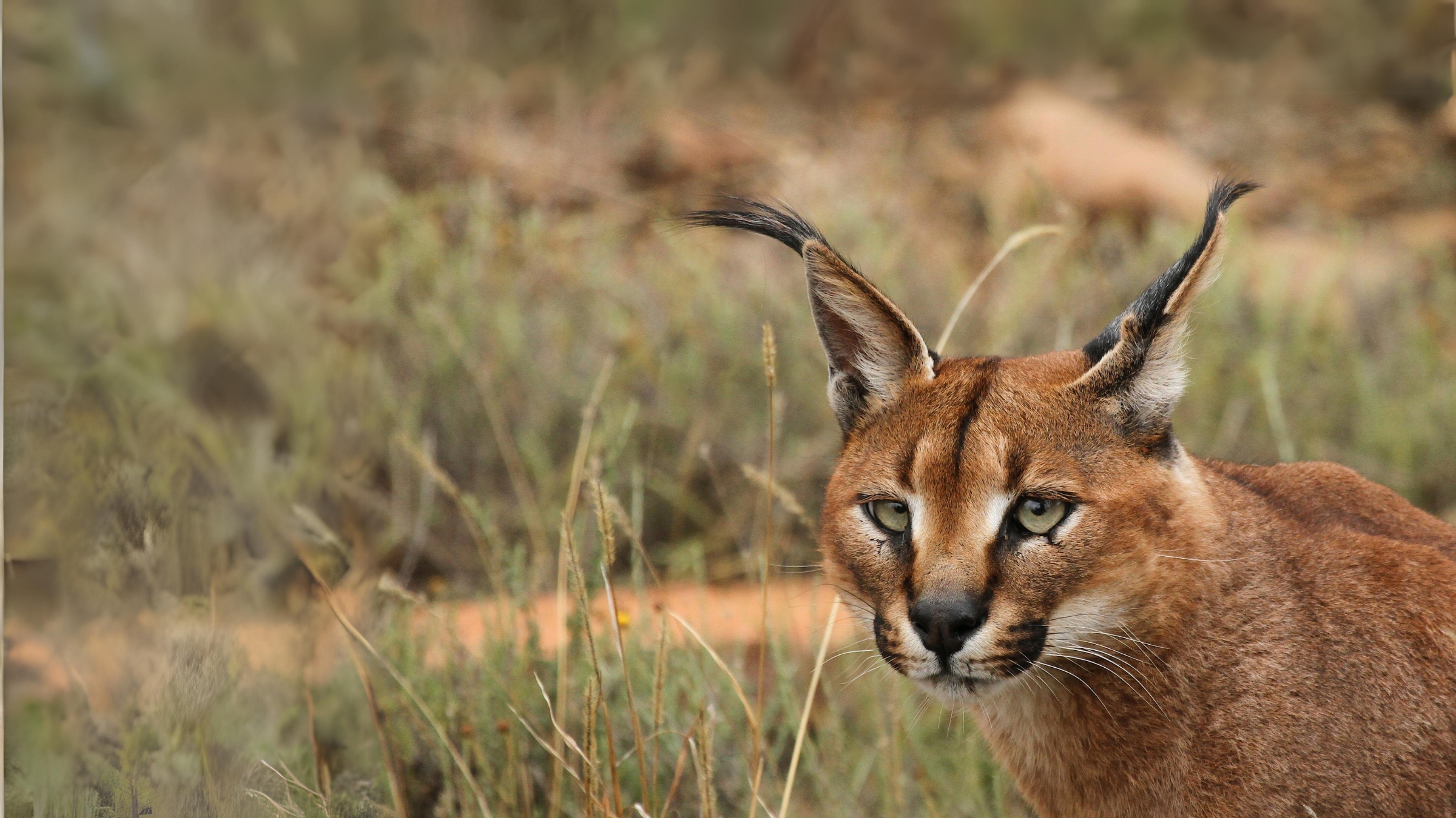 Caracal