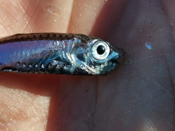 Twilight zone fishing: Can we fish the ocean’s mesopelagic layer?