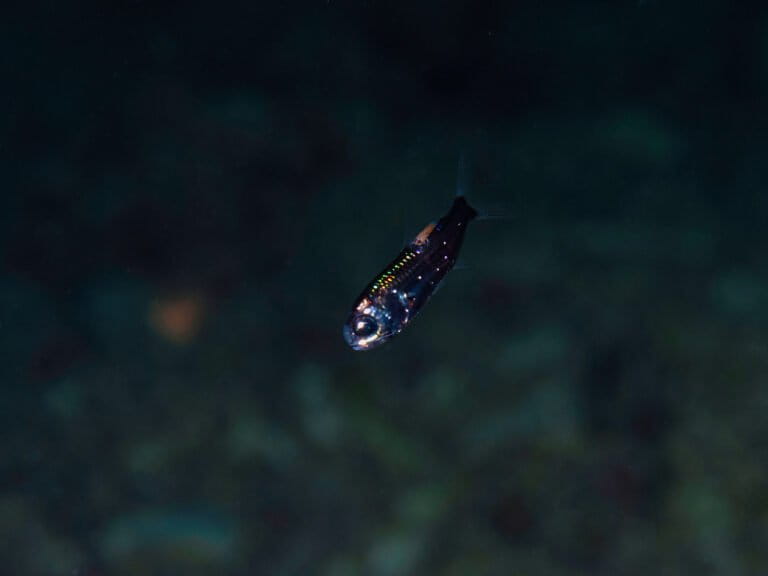 Twilight zone fishing: Can we fish the ocean’s mesopelagic layer?