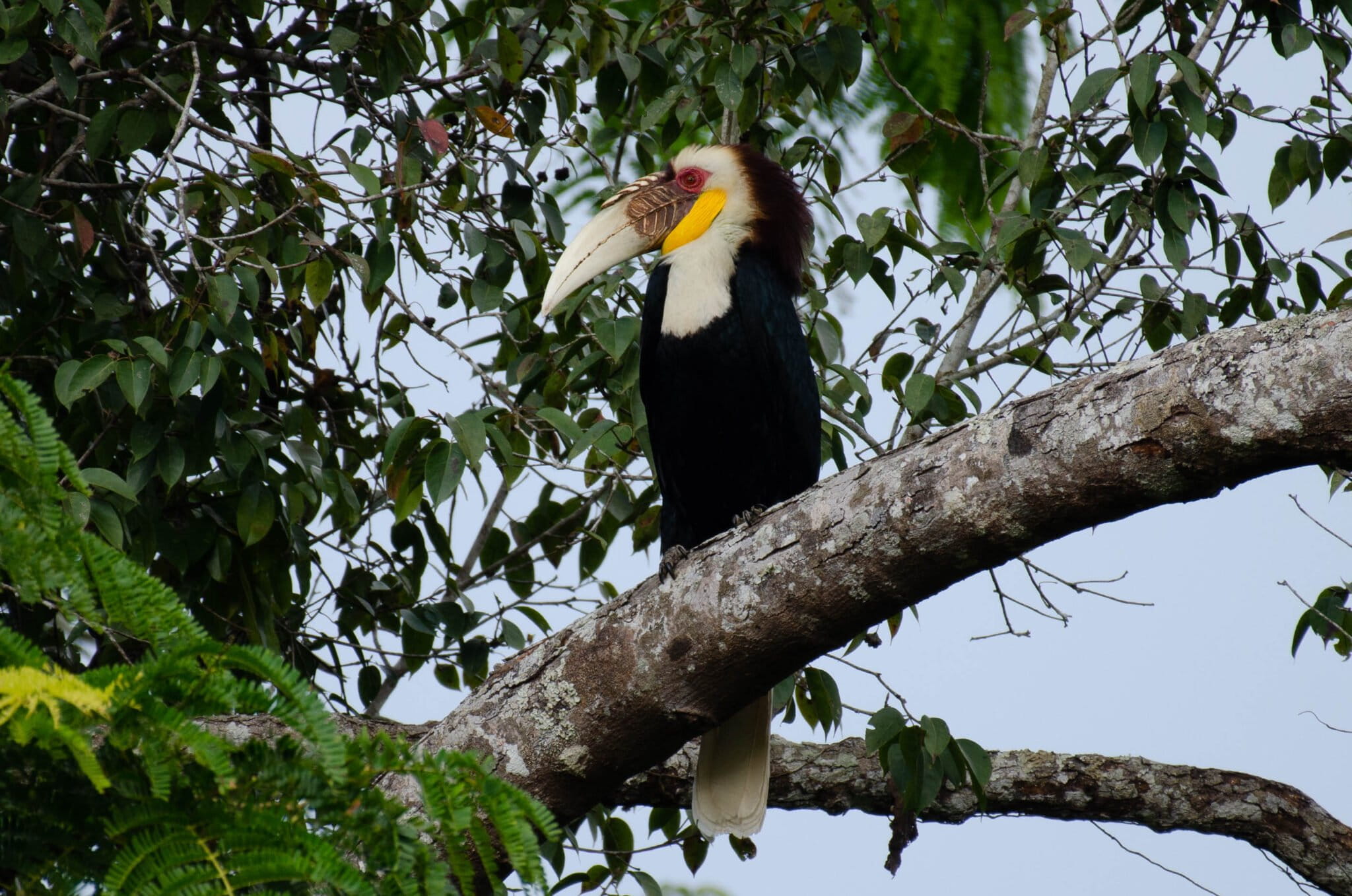 New database unveils the role of Asian hornbills as forest seed dispersers