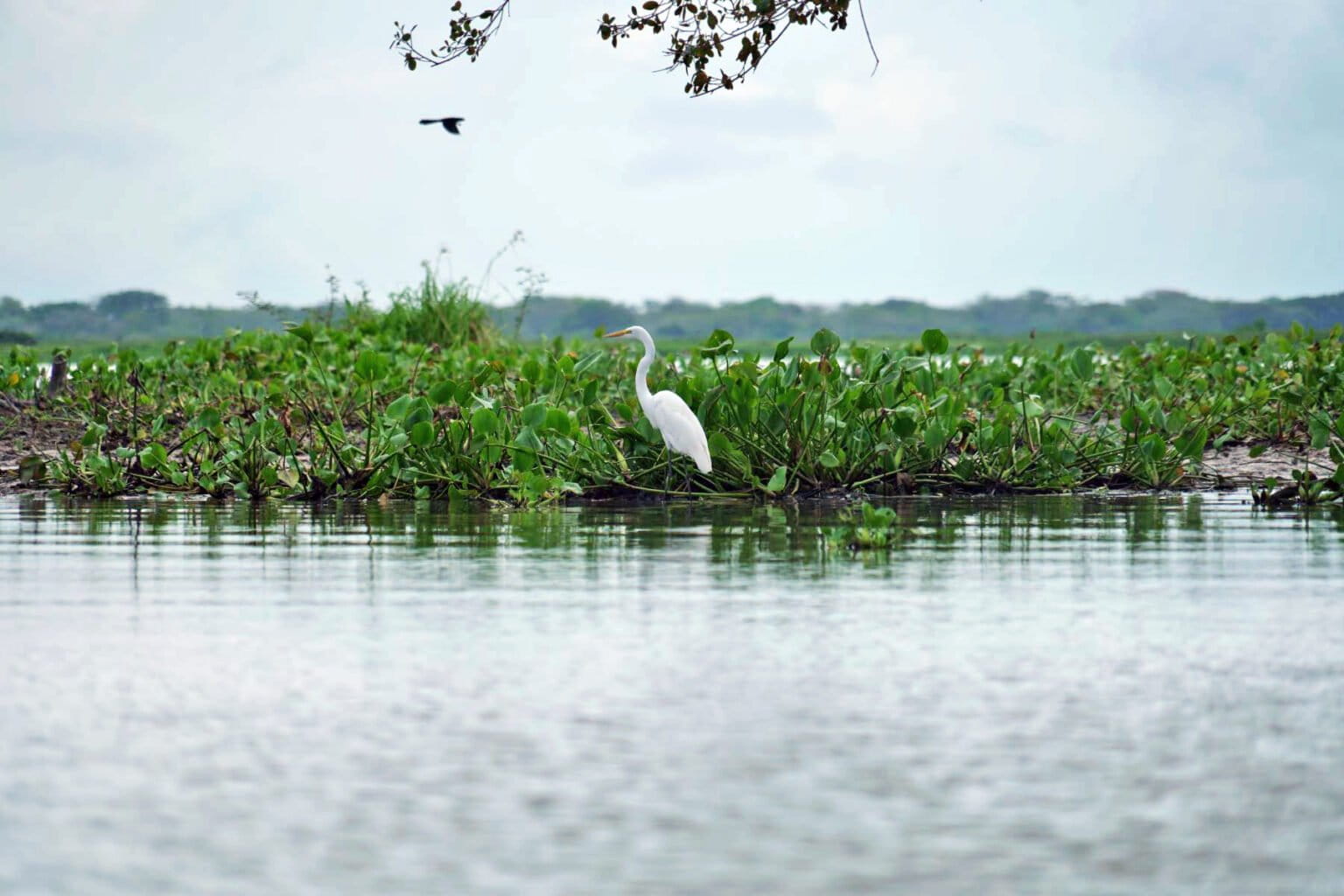 Tackling climate change in one of Colombia's largest wetlands