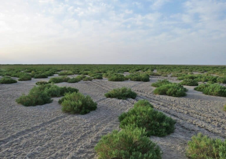 Uzbekistan plants a forest where a sea once lay