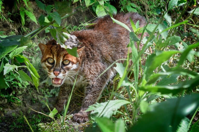 Mysterious, at risk, understudied flat-headed cat lacks conservation focus
