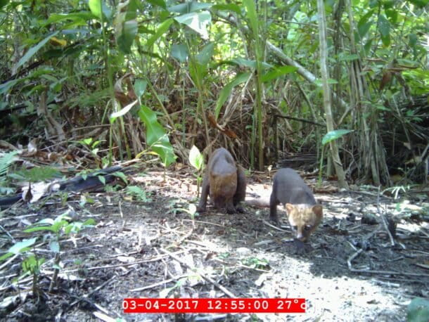 Elusive jaguarundi inspires biologists to share data across Latin America